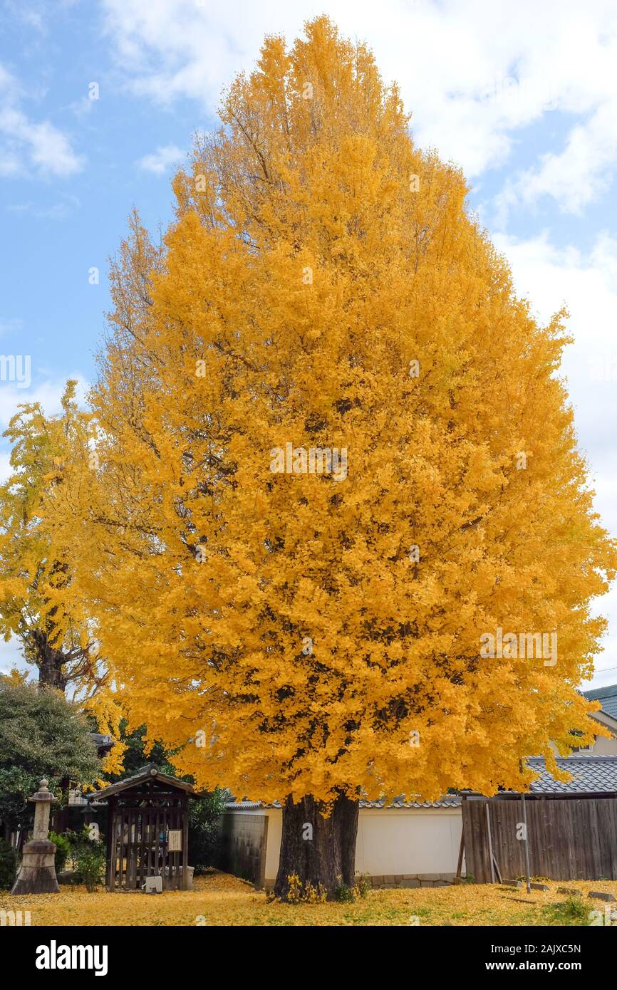 A gingko tree at Ekoji Temple in Kyoto, Japan Stock Photo - Alamy
