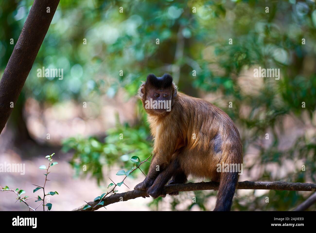 African Monkey High Resolution Stock Photography and Images - Alamy