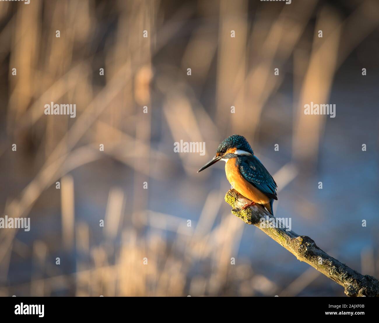 Riverside branch hi-res stock photography and images - Alamy