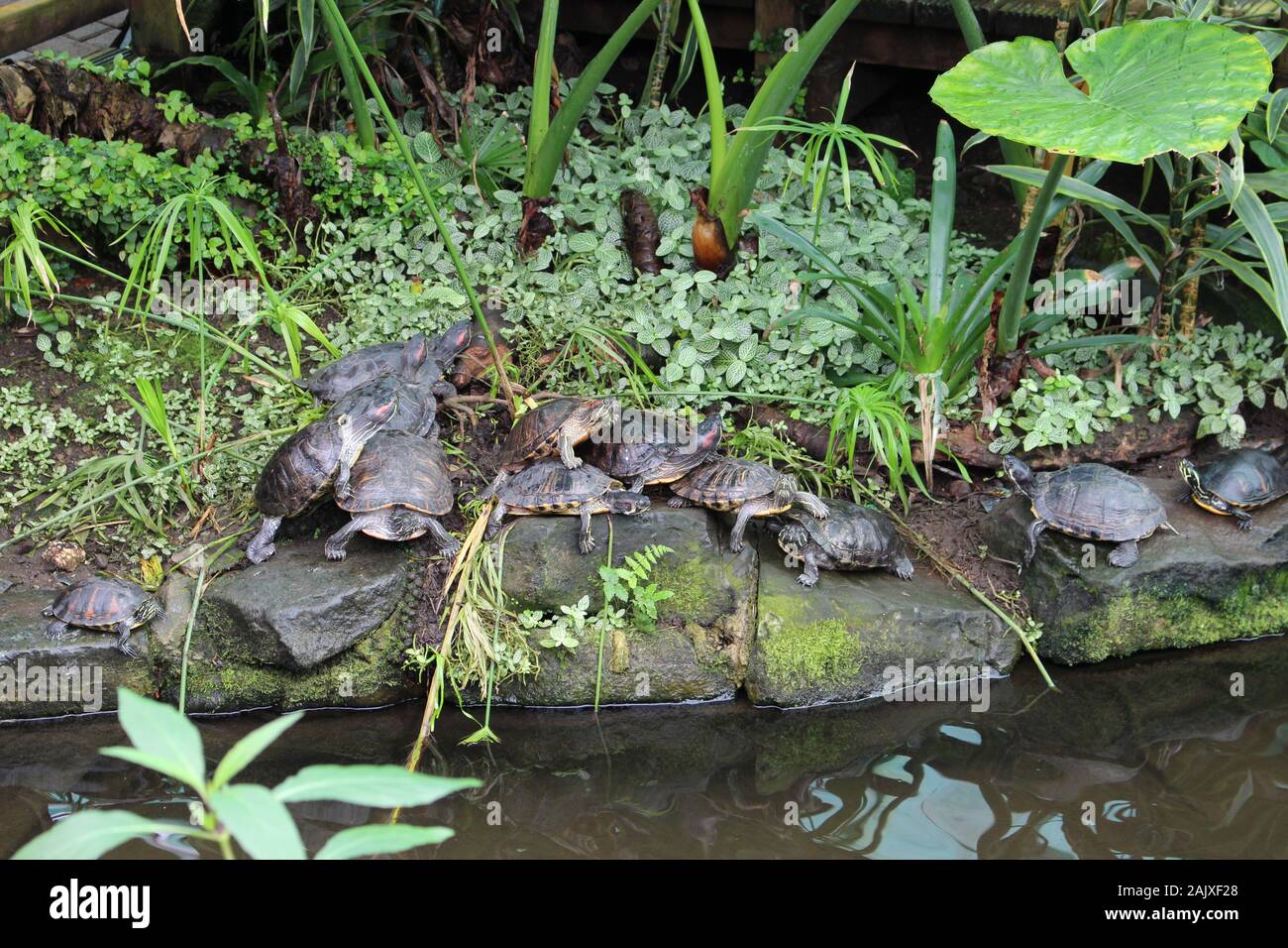 European pond turtle also called the European pond terrapin, Halifax ...