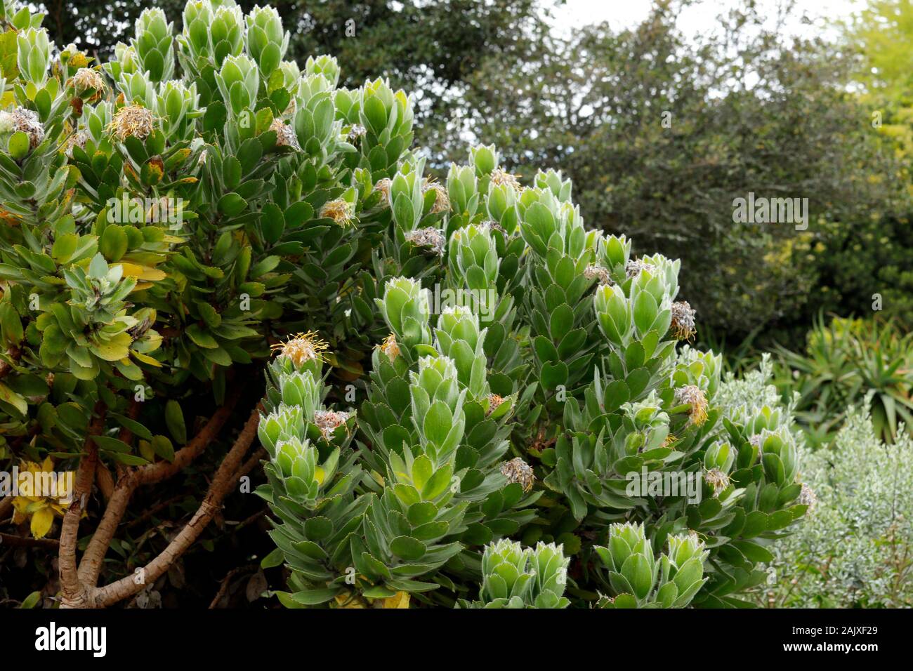 Mimetes fimbriifolius hi-res stock photography and images - Alamy