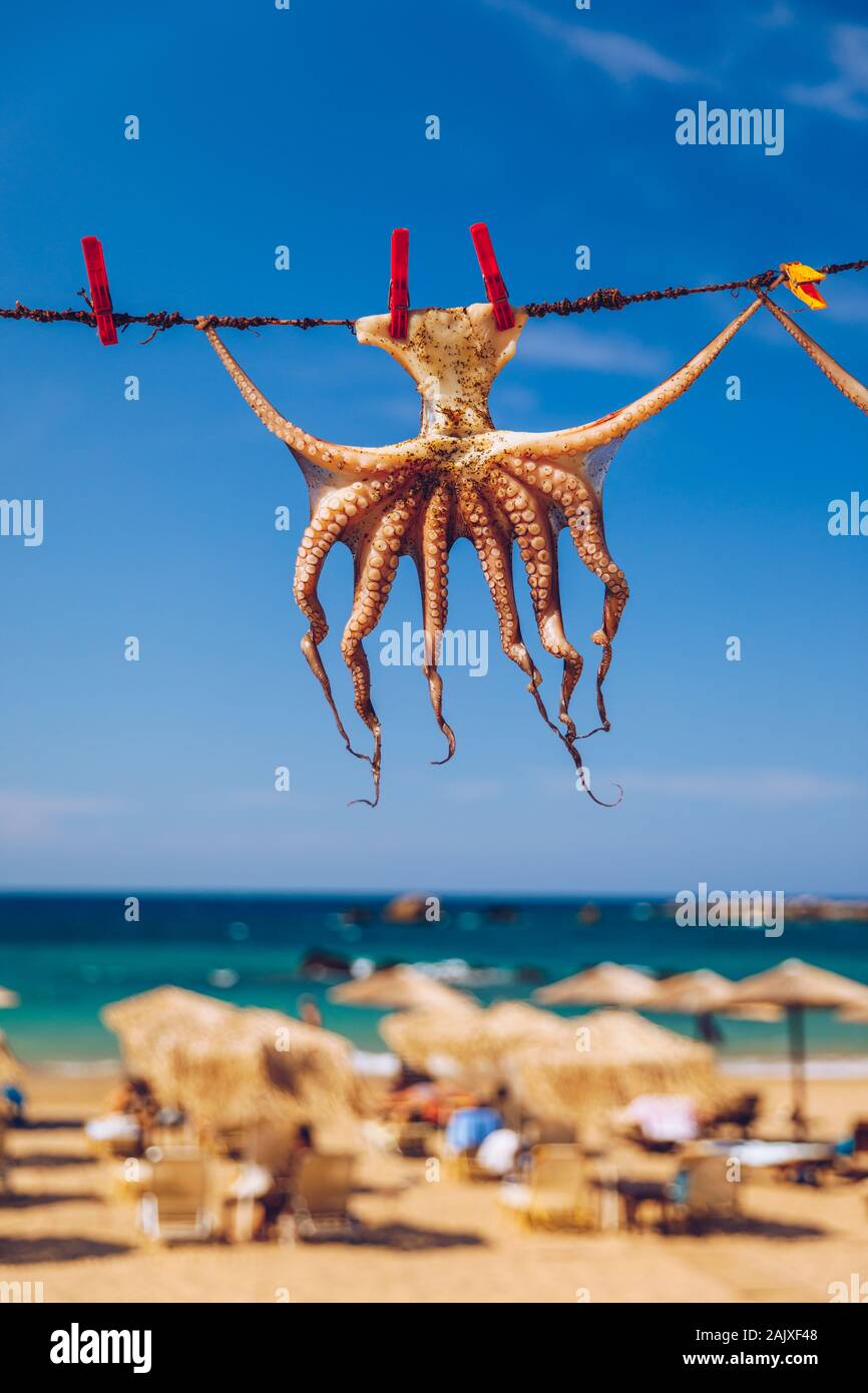 Octopus drying in the sun, Crete, Greece, Europe. Octopus drying in ...