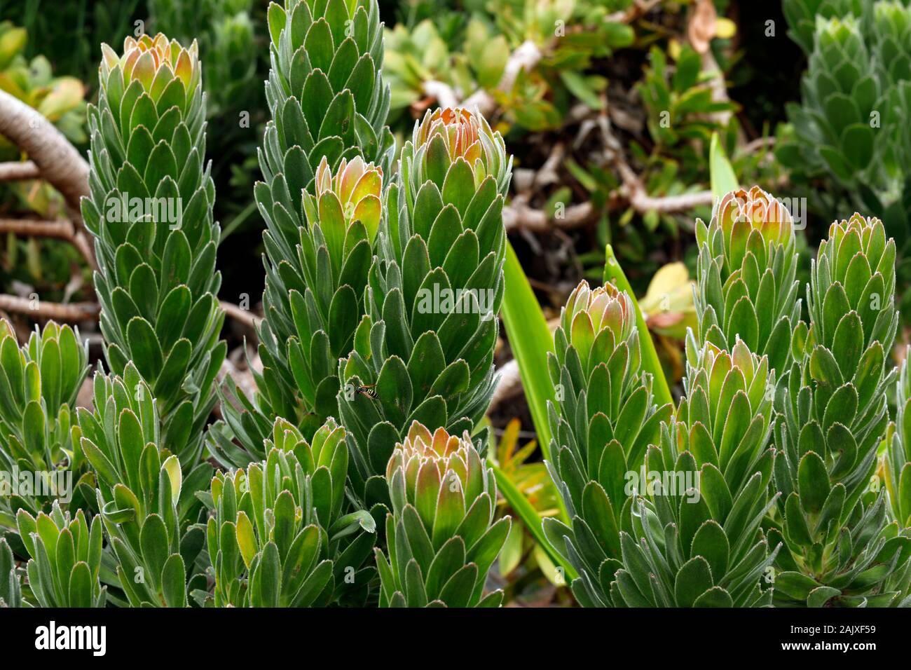 Mimetes fimbriifolius hi-res stock photography and images - Alamy