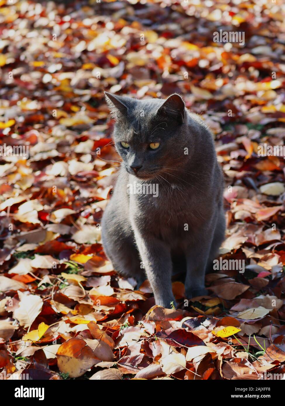 Posing cat hi-res stock photography and images - Alamy