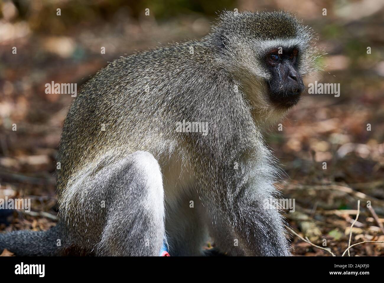 Blue ball monkeys hi-res stock photography and images - Alamy