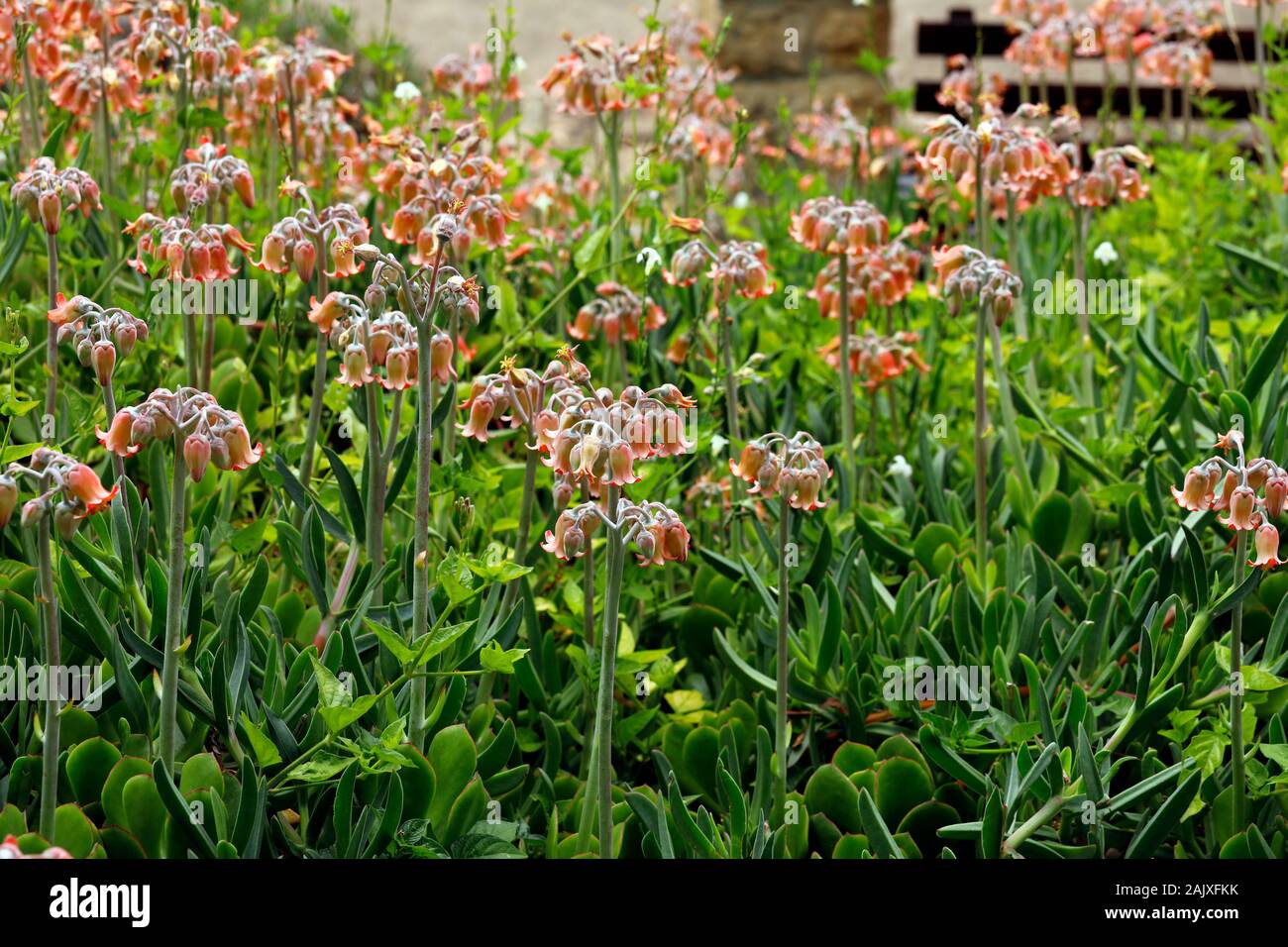 Cotyledon orbiculata, commonly known as pig's ear or round-leafed navel ...