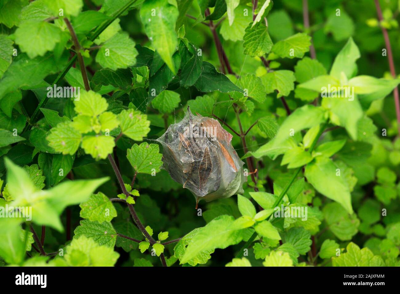 Leaves wrapped in a spider's web in Kirstenbosch National Botanical ...