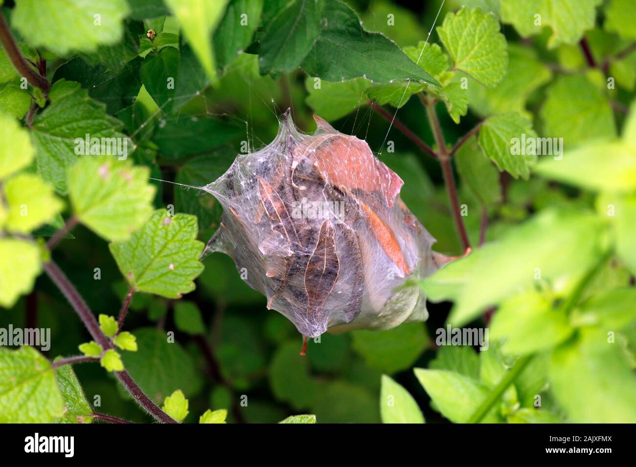Leaves wrapped in a spider's web in Kirstenbosch National Botanical ...