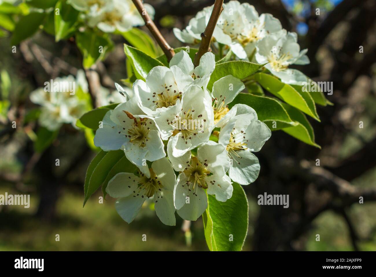 Pyrus, Pear Tree in Blossom Stock Photo - Alamy