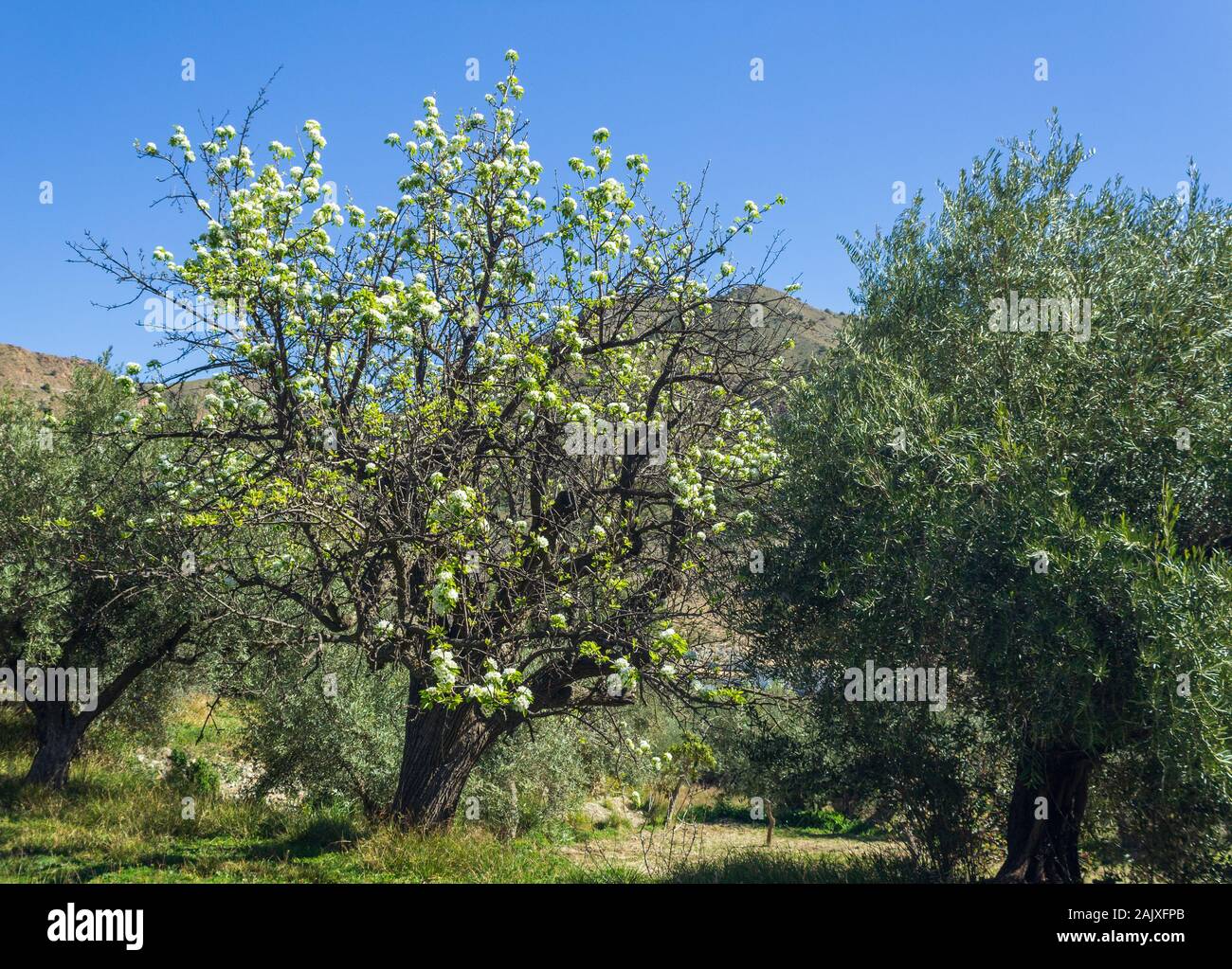 Pyrus, Large Old Pear Tree in Blossom Stock Photo - Alamy