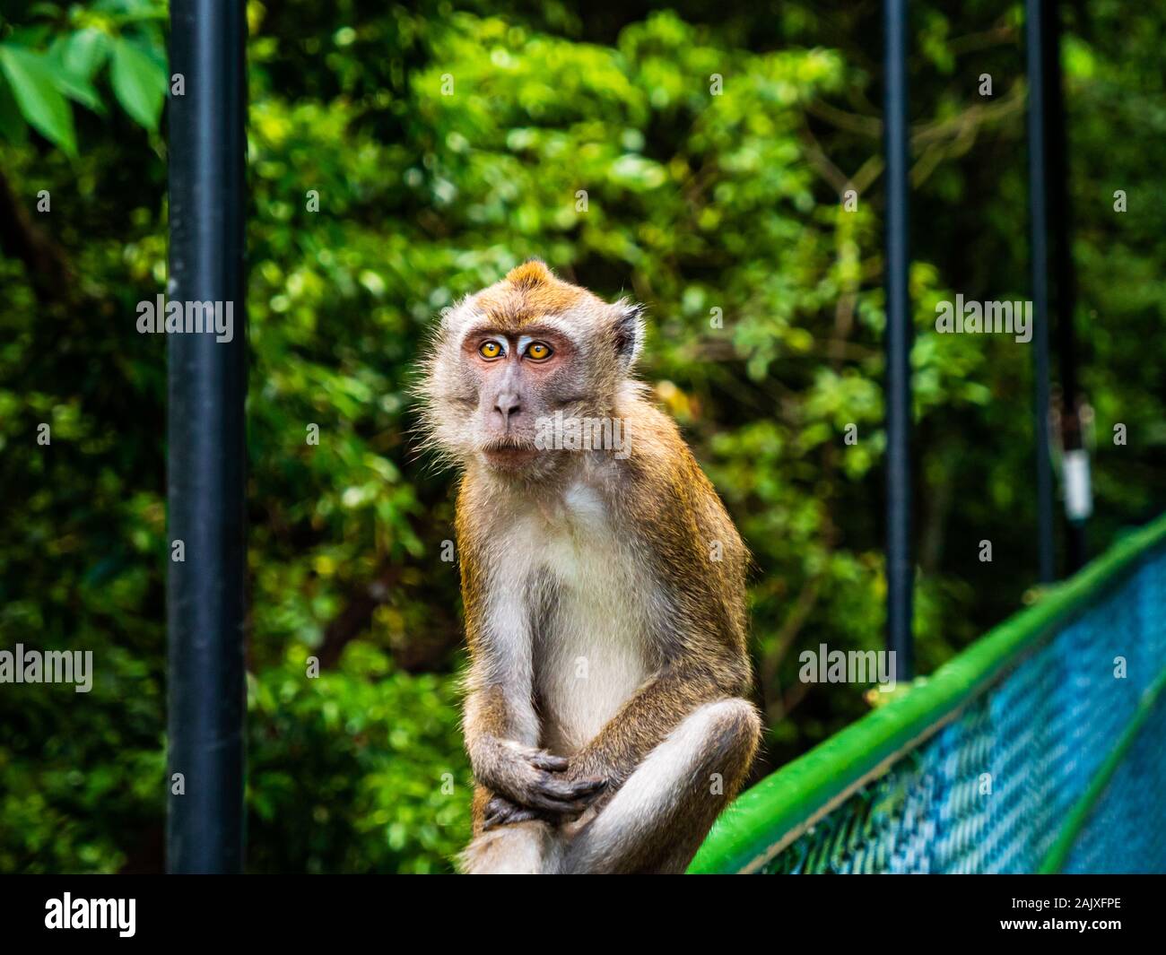 A wild long-tail macaque monkey sits on a railing at the Central ...