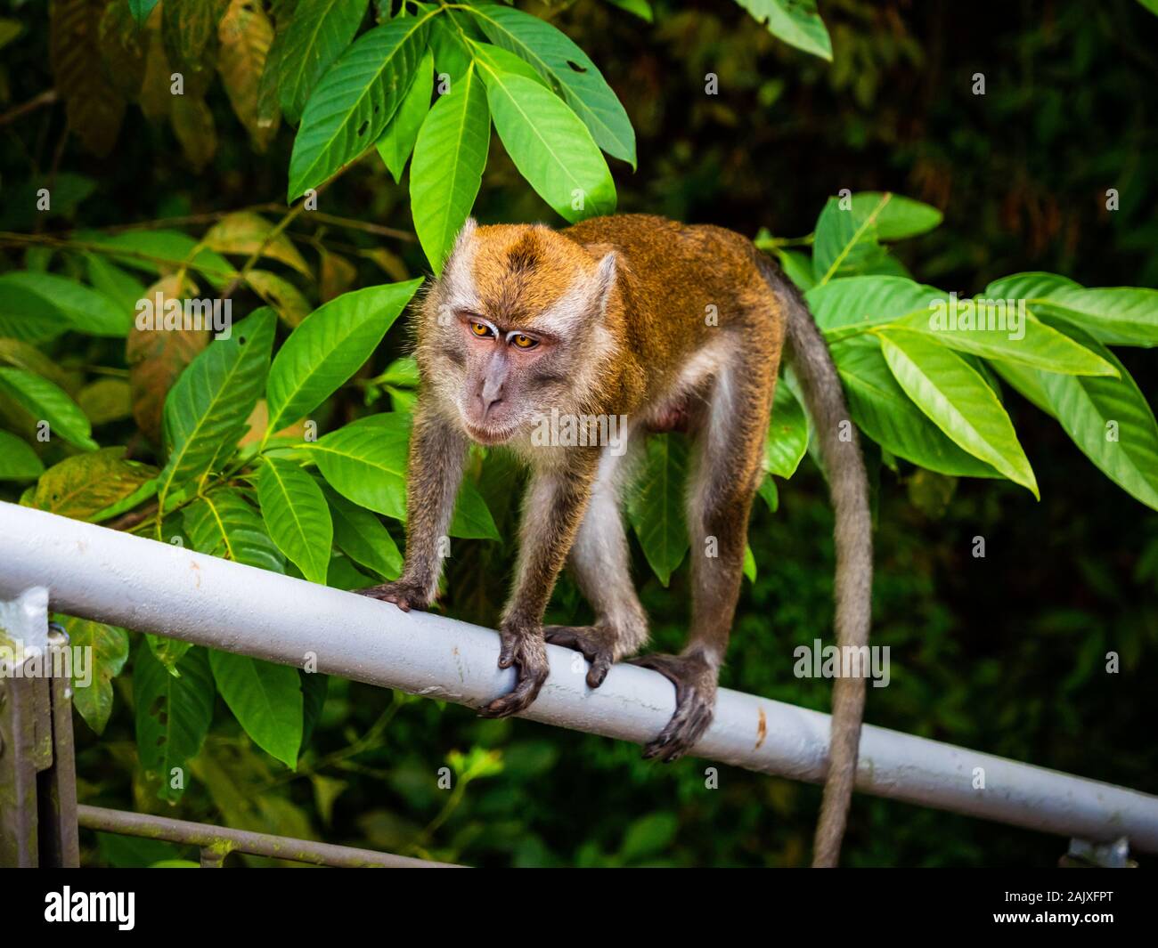 Singapore wild animal park hi-res stock photography and images - Alamy