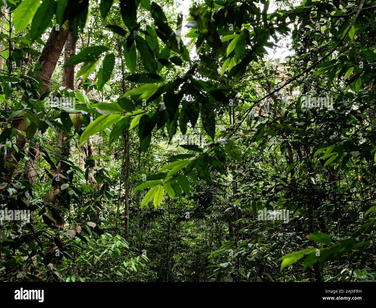 Scenic landscape view of a tropical rainforest habitat with dense ...