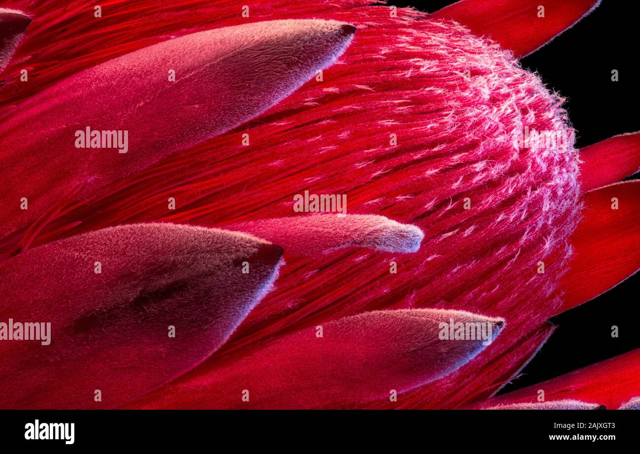 Red Protea High Resolution Stock Photography and Images - Alamy