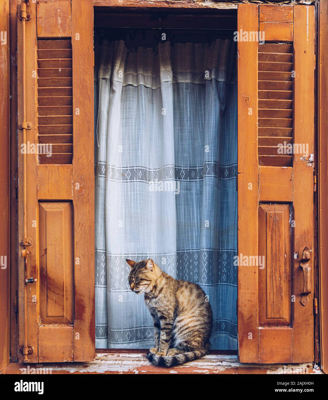 Windows of whitewashed house and cat sitting between shutters. Cat ...
