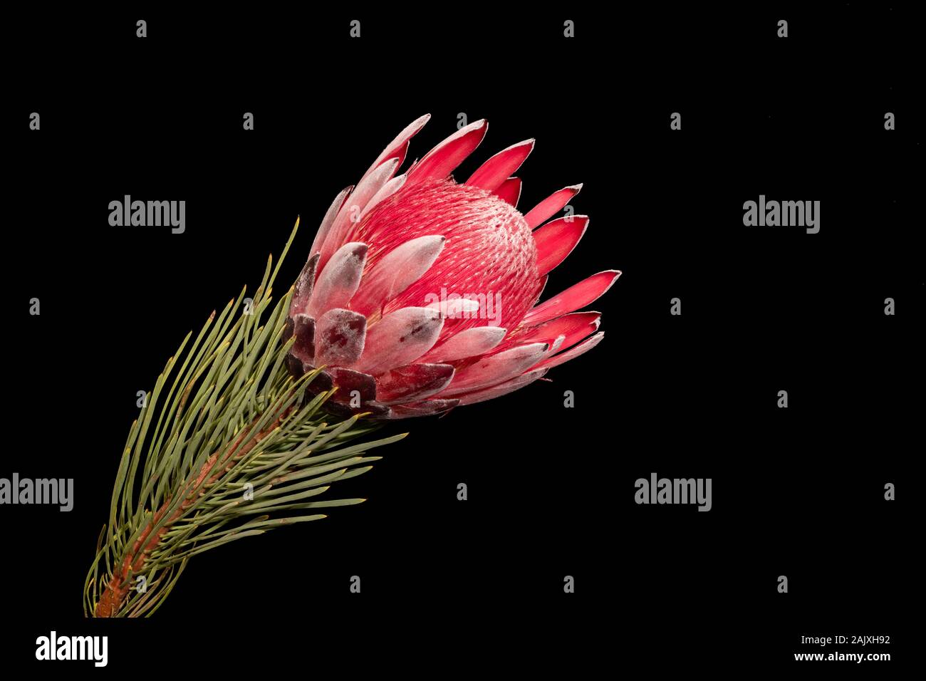 Red protea hi-res stock photography and images - Alamy