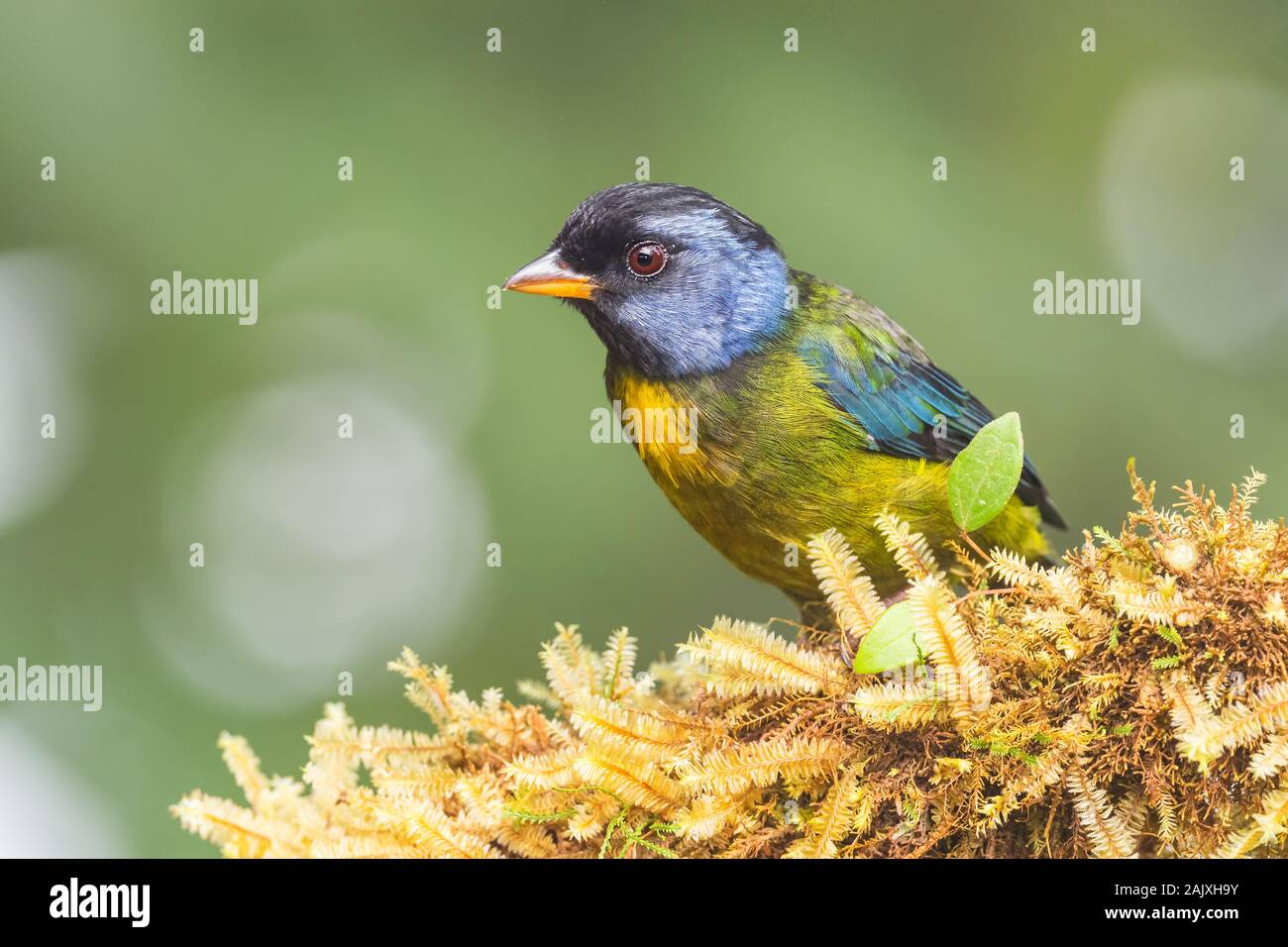 Moss-backed Tanager - Bangsia edwardsi, beautiful colored tanager from ...