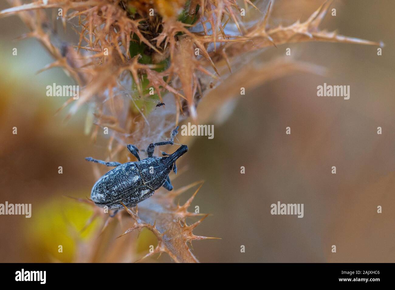 Rice Weevils High Resolution Stock Photography and Images - Alamy