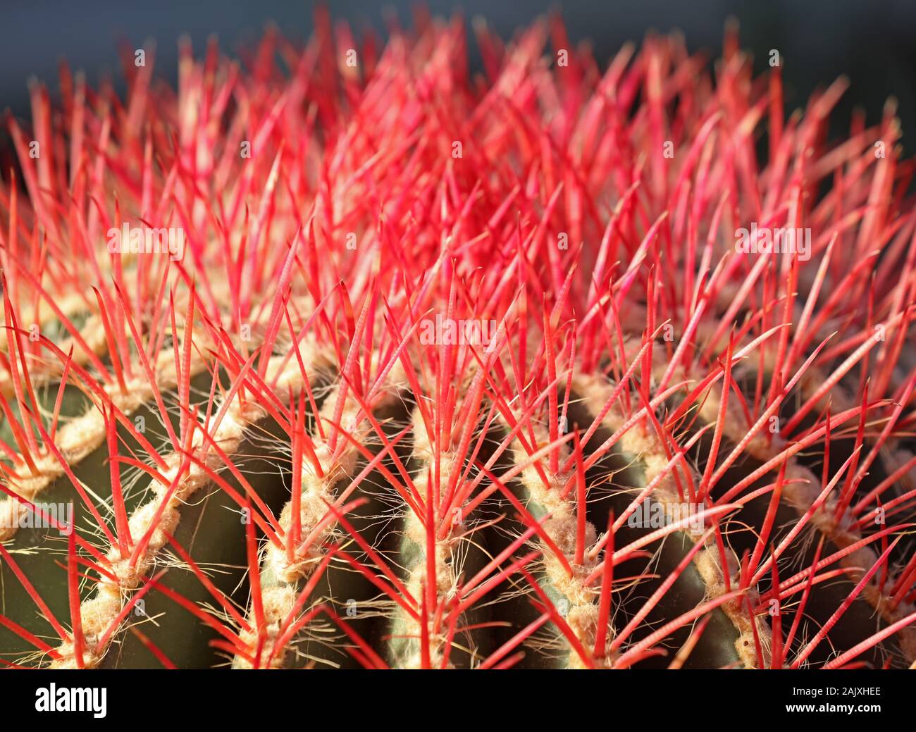 Cactus plant with big thorns Stock Photo - Alamy