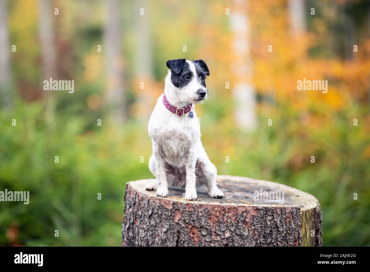 Lovely dog sitting on the huge stump in the somewhere of the forest ...