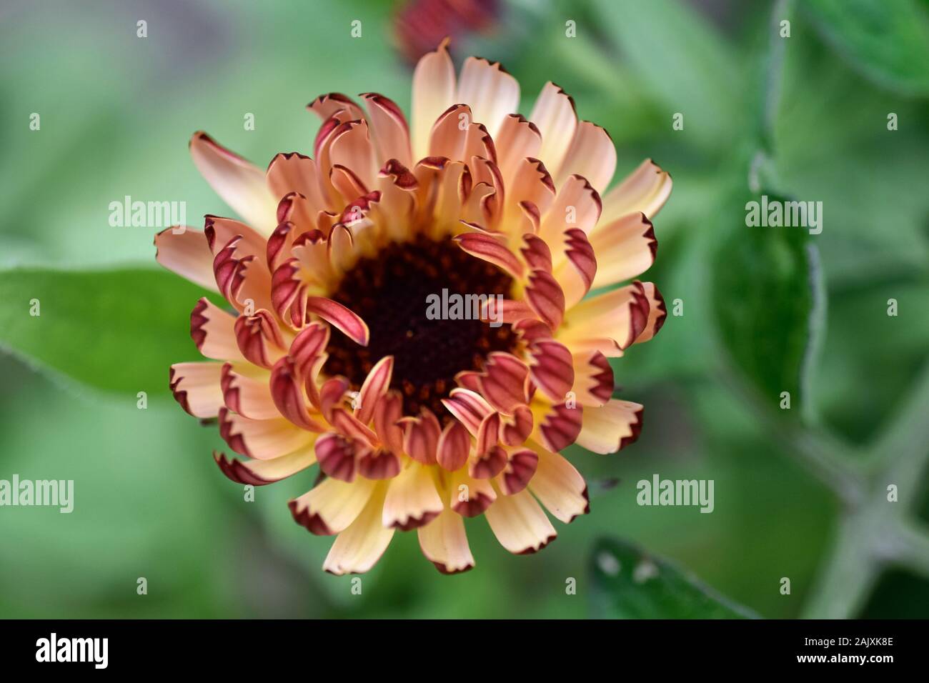 marigold, calendula stellata Stock Photo - Alamy
