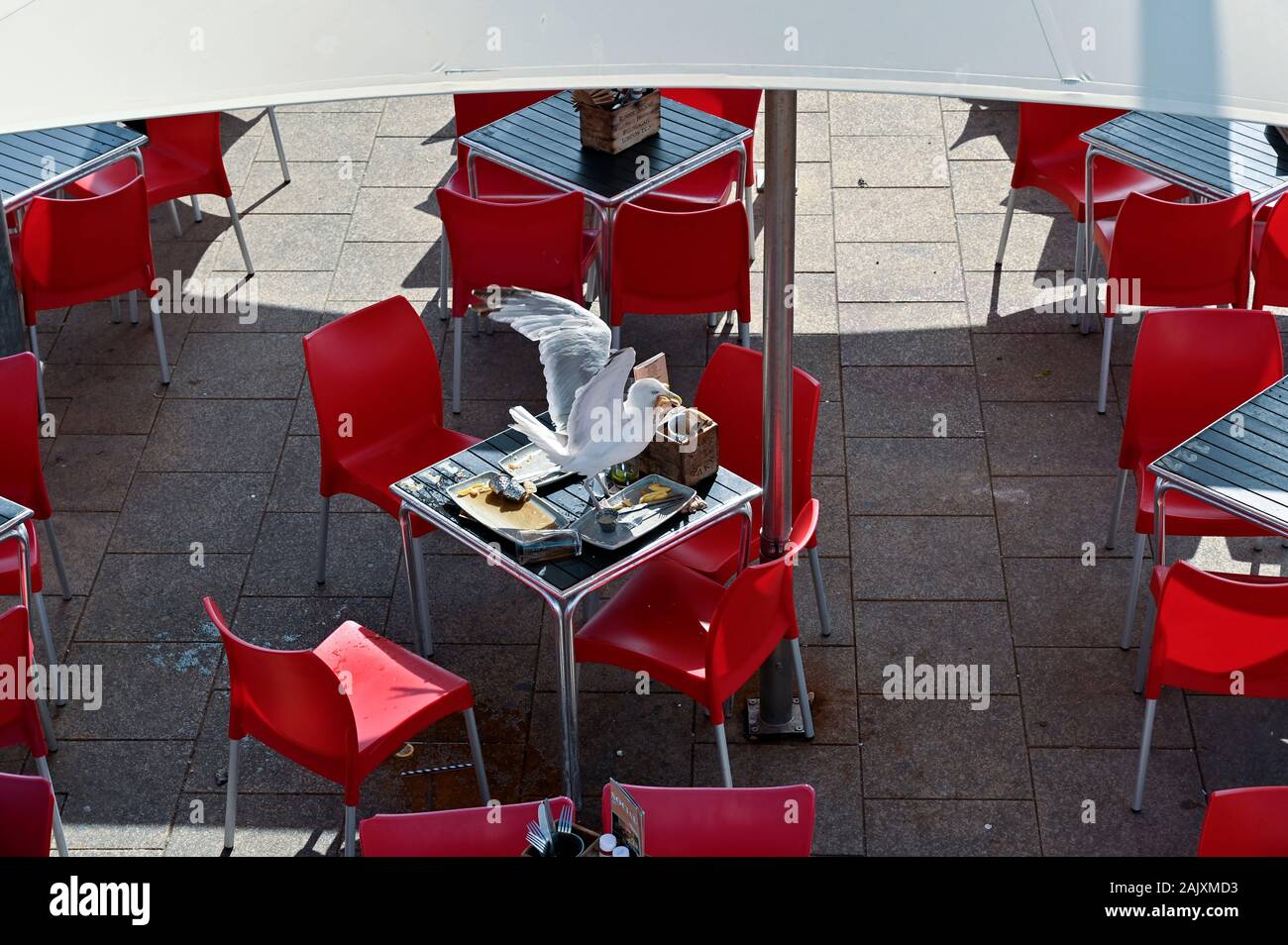 Seagull scavenging food on tables Brighton Stock Photo - Alamy