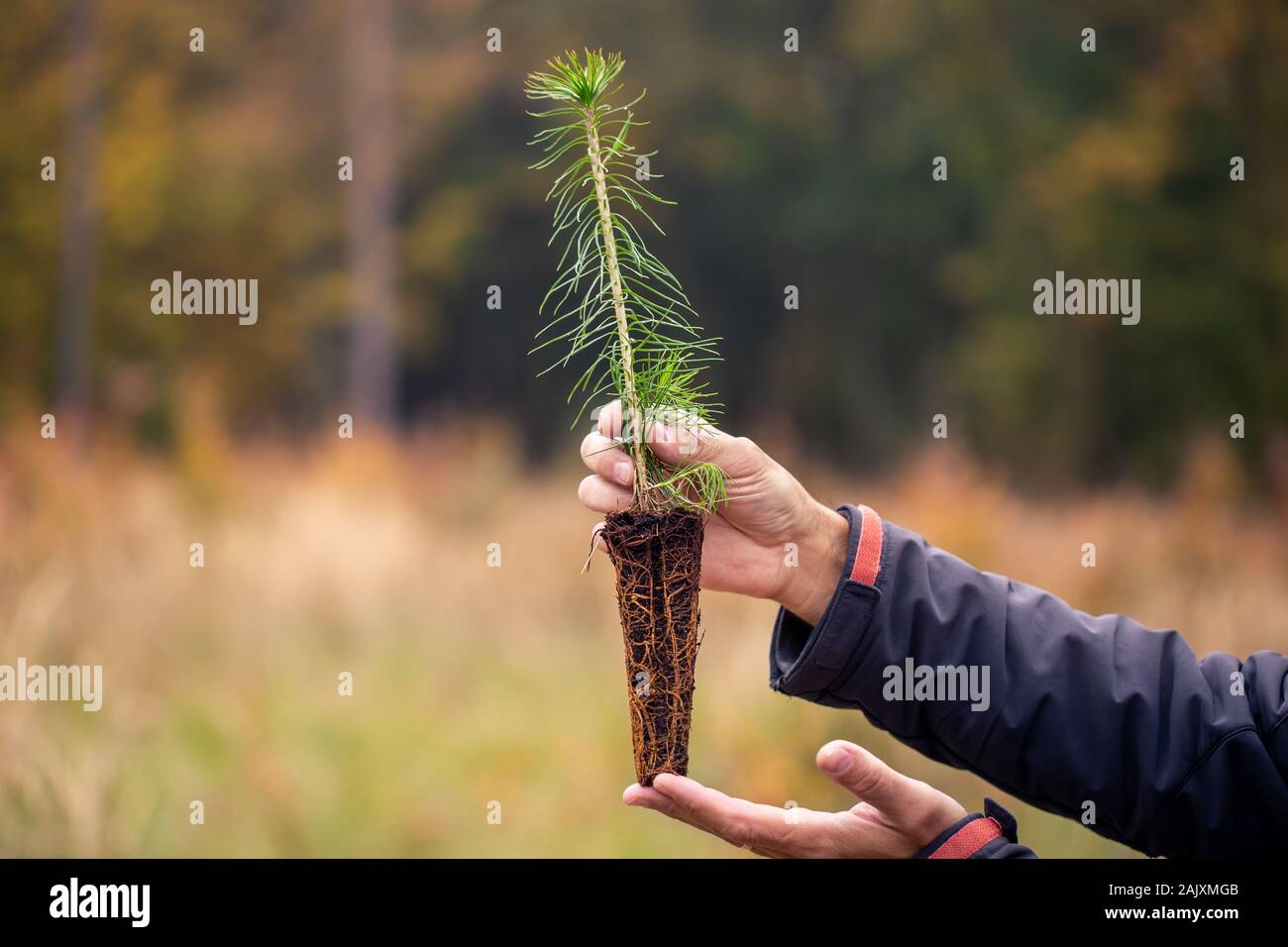 Hands planet earth tree symbol hi-res stock photography and images - Alamy