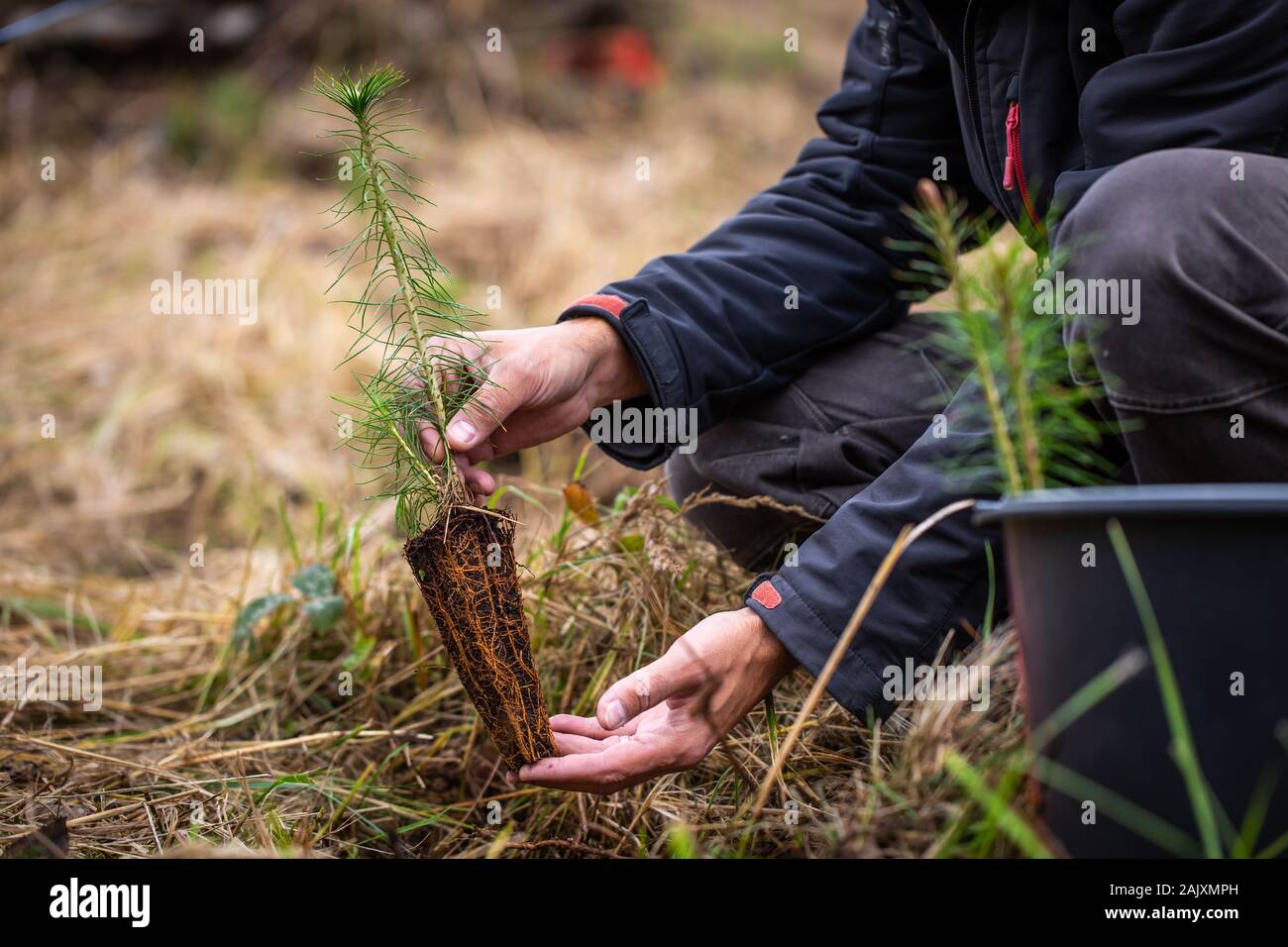 Safe the planet, man planting a tree in the ruined forest, help the ...