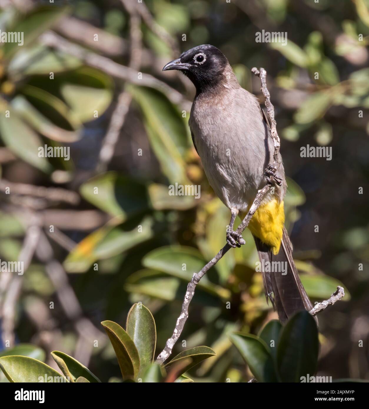 The white-spectacled bulbul (Pycnonotus xanthopygos Stock Photo - Alamy
