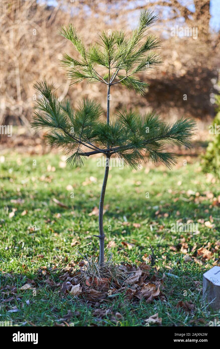 Baby fir hi-res stock photography and images - Alamy