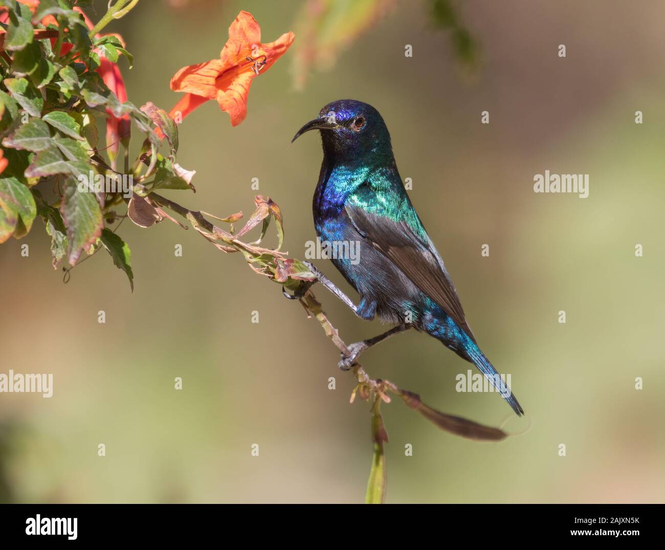 Palestine bird hi-res stock photography and images - Alamy