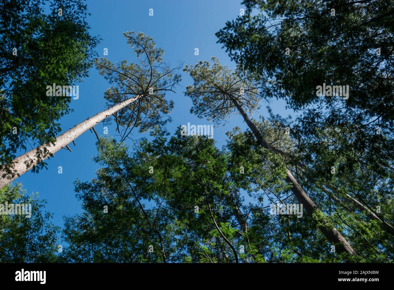 Atlantic pine trees in the MInho of Portugal Stock Photo - Alamy