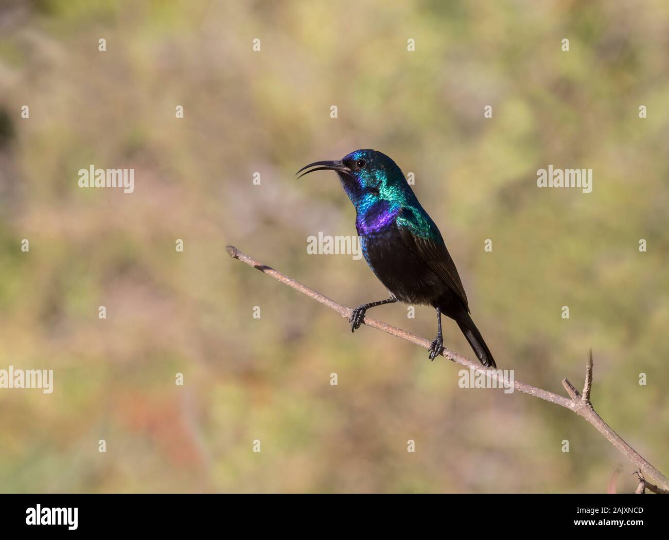 Palestine bird hi-res stock photography and images - Alamy