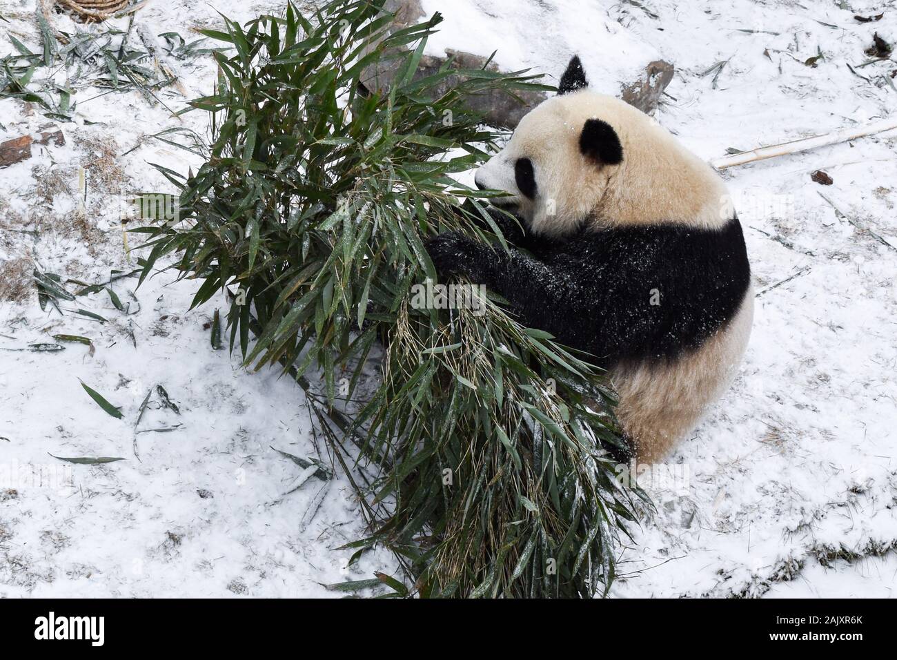 Xining, China's Qinghai Province. 6th Jan, 2020. A giant panda eats ...