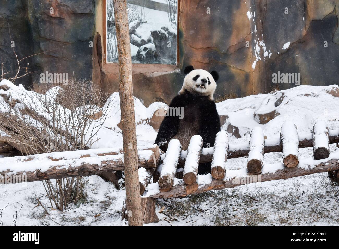 Xining, China's Qinghai Province. 6th Jan, 2020. A giant panda plays in ...