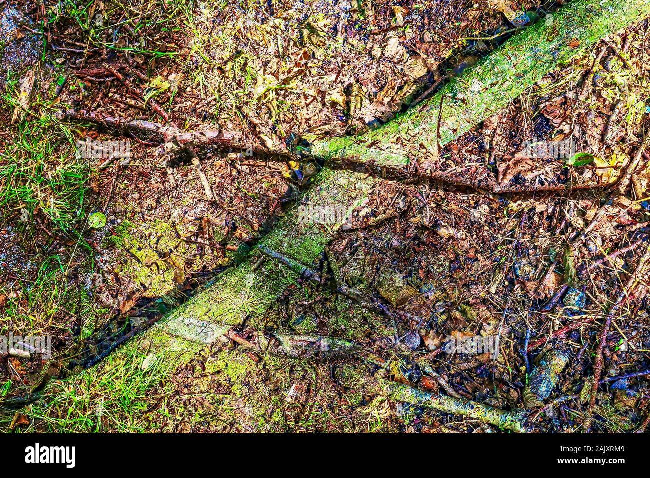 Detailed close up view on seasonal forest ground textures Stock Photo ...