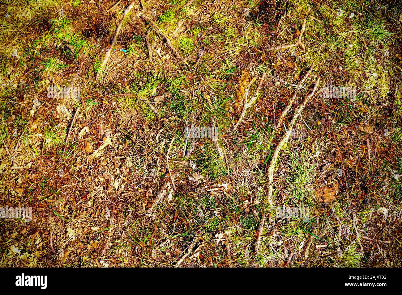 Detailed close up view on seasonal forest ground textures Stock Photo ...