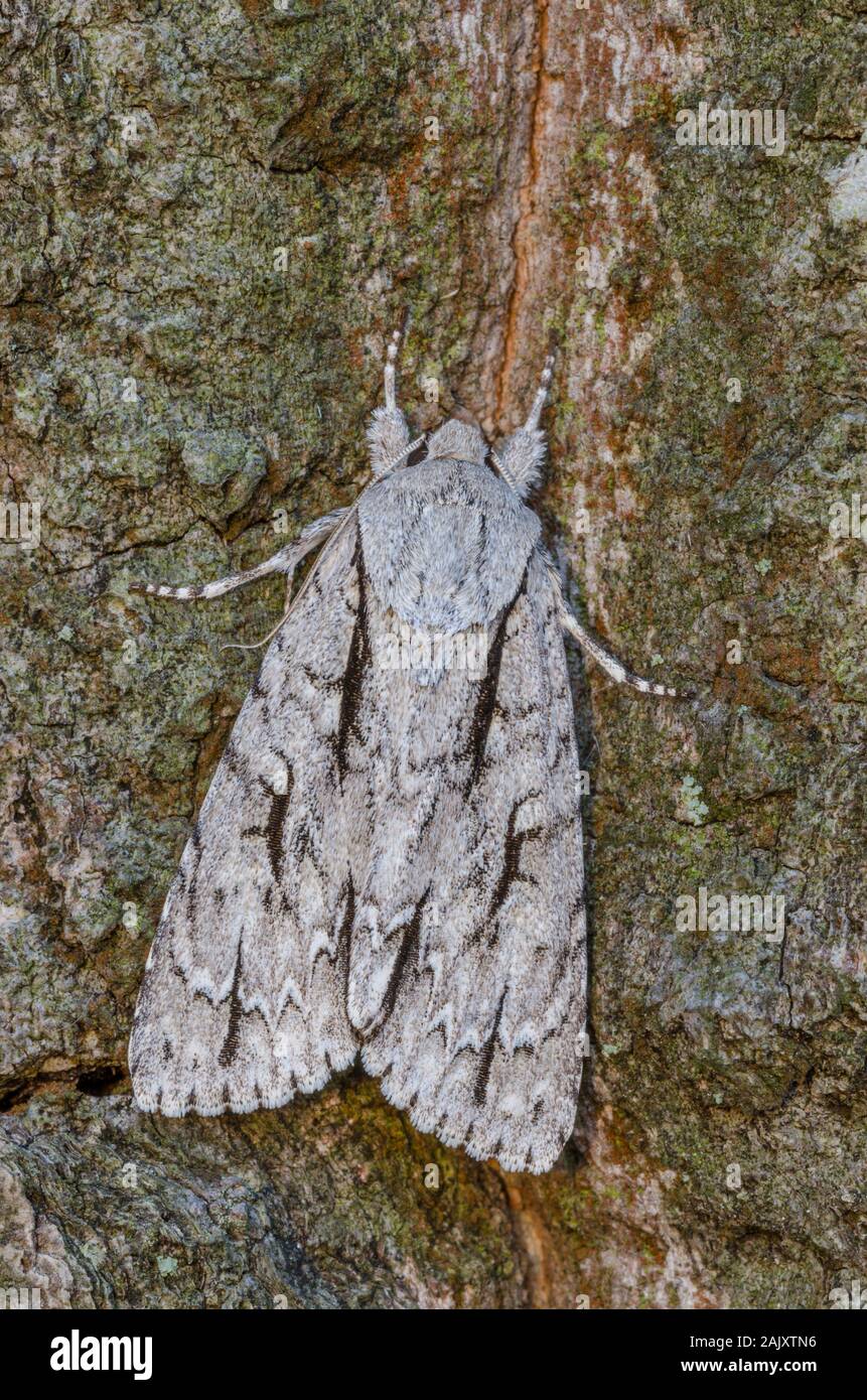 Dagger moth hi-res stock photography and images - Alamy