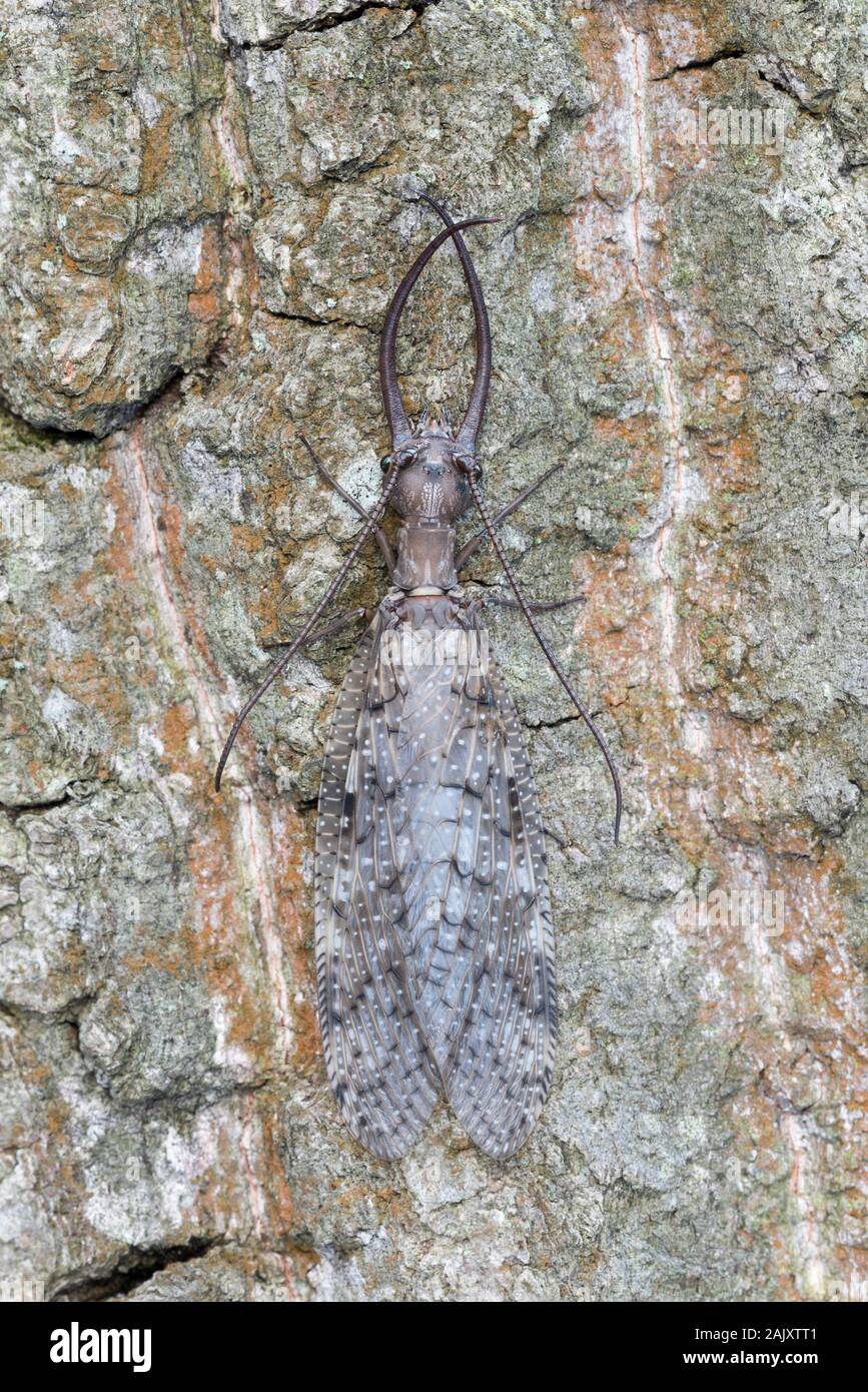 Eastern Dobsonfly (Corydalis cornutus) Male resting on bark near ...