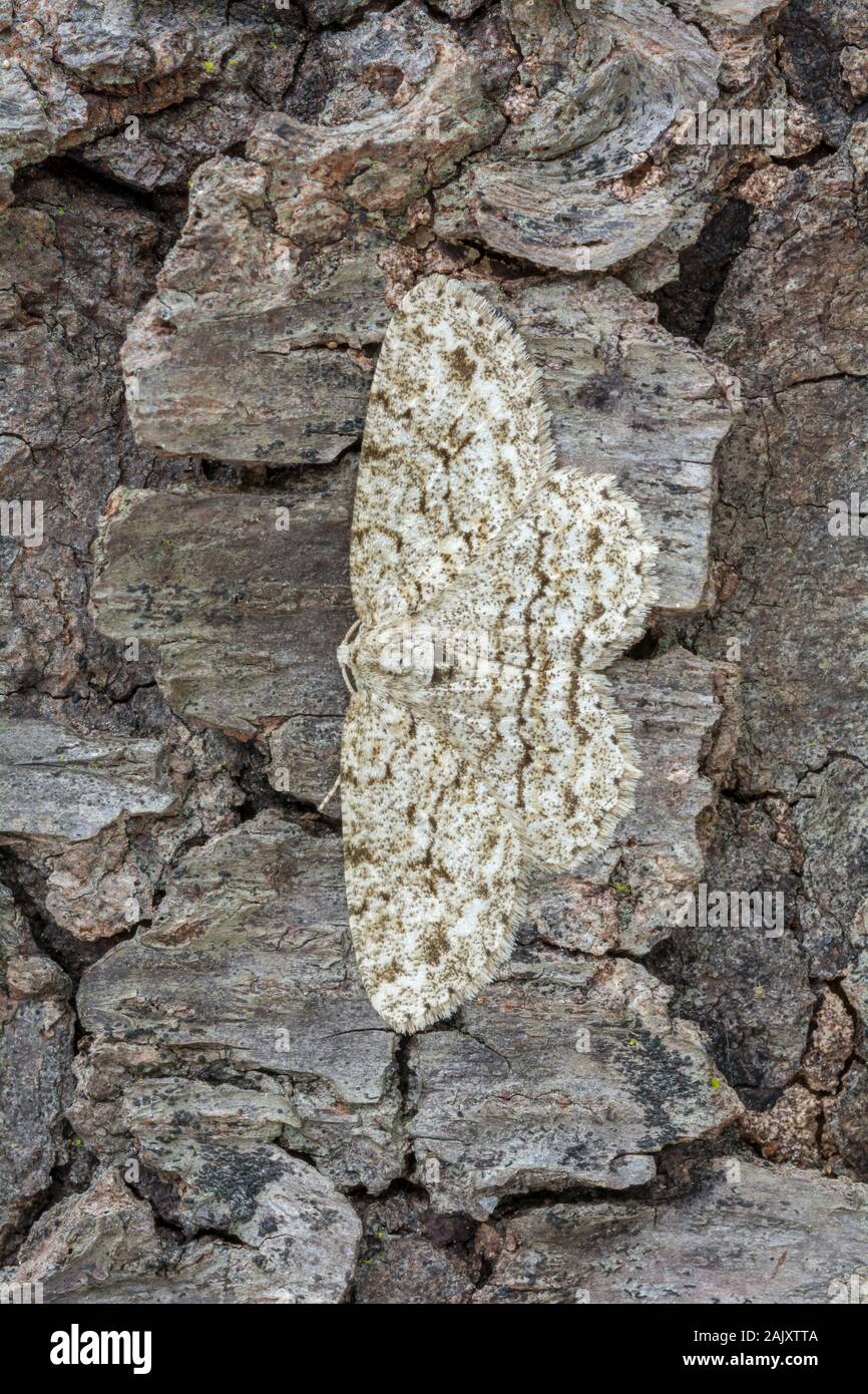 Small Engrailed (Ectropis crepuscularia) Moth resting on bark. Weiser ...