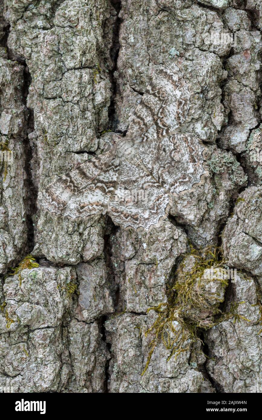 Tuliptree Beauty (Epimecis hortaria) Moth camouflaged on bark with ...