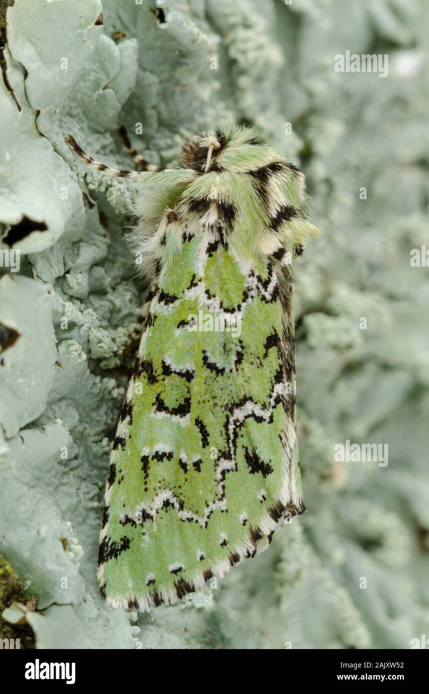 Feralia jocosa hi-res stock photography and images - Alamy