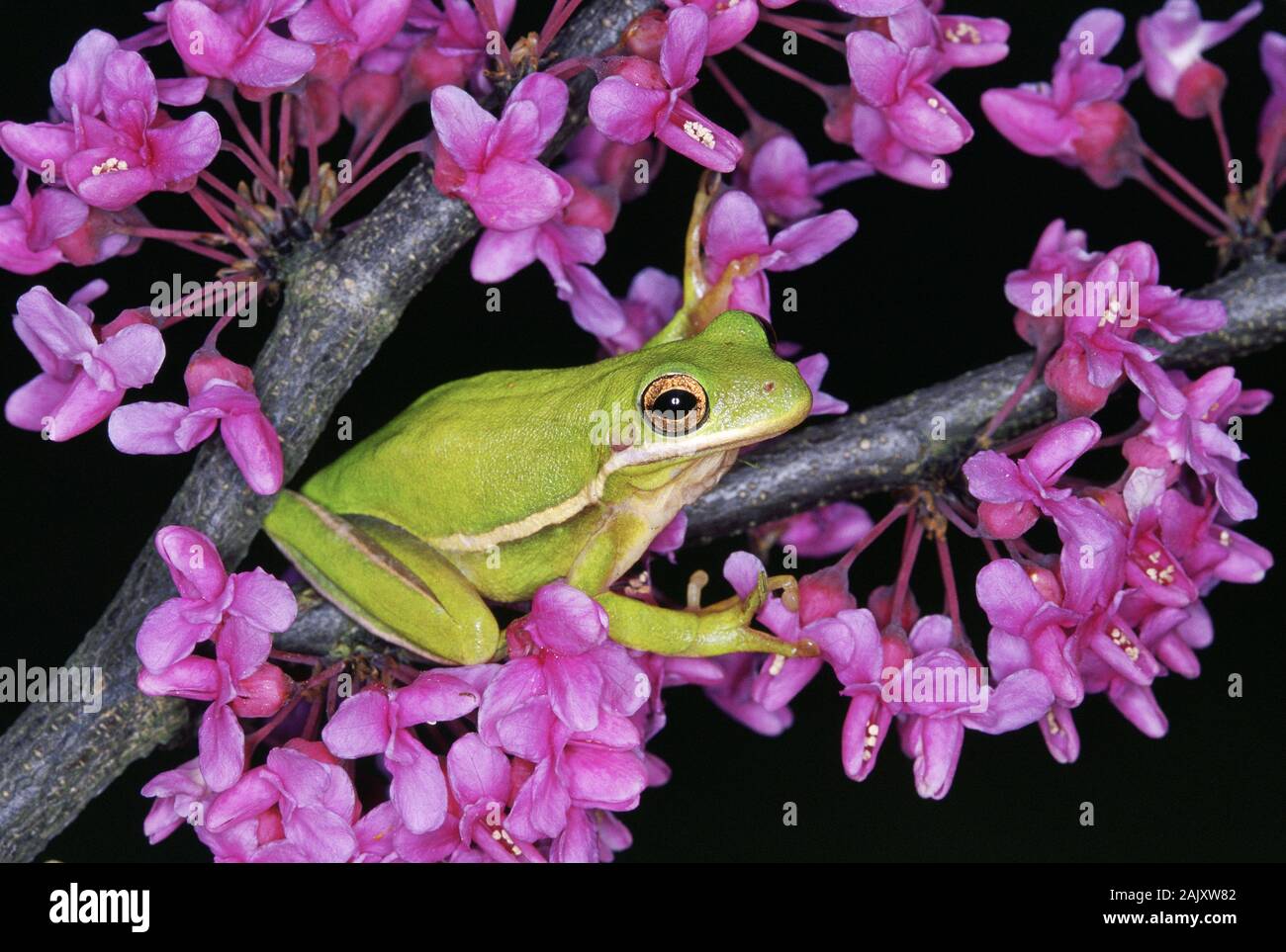 American green tree frog hi-res stock photography and images - Alamy
