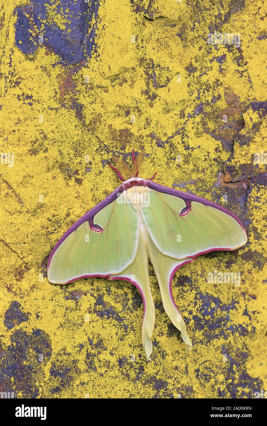 Luna Moth (Actias luna) Spring brood male on lichen covered rock. Great ...
