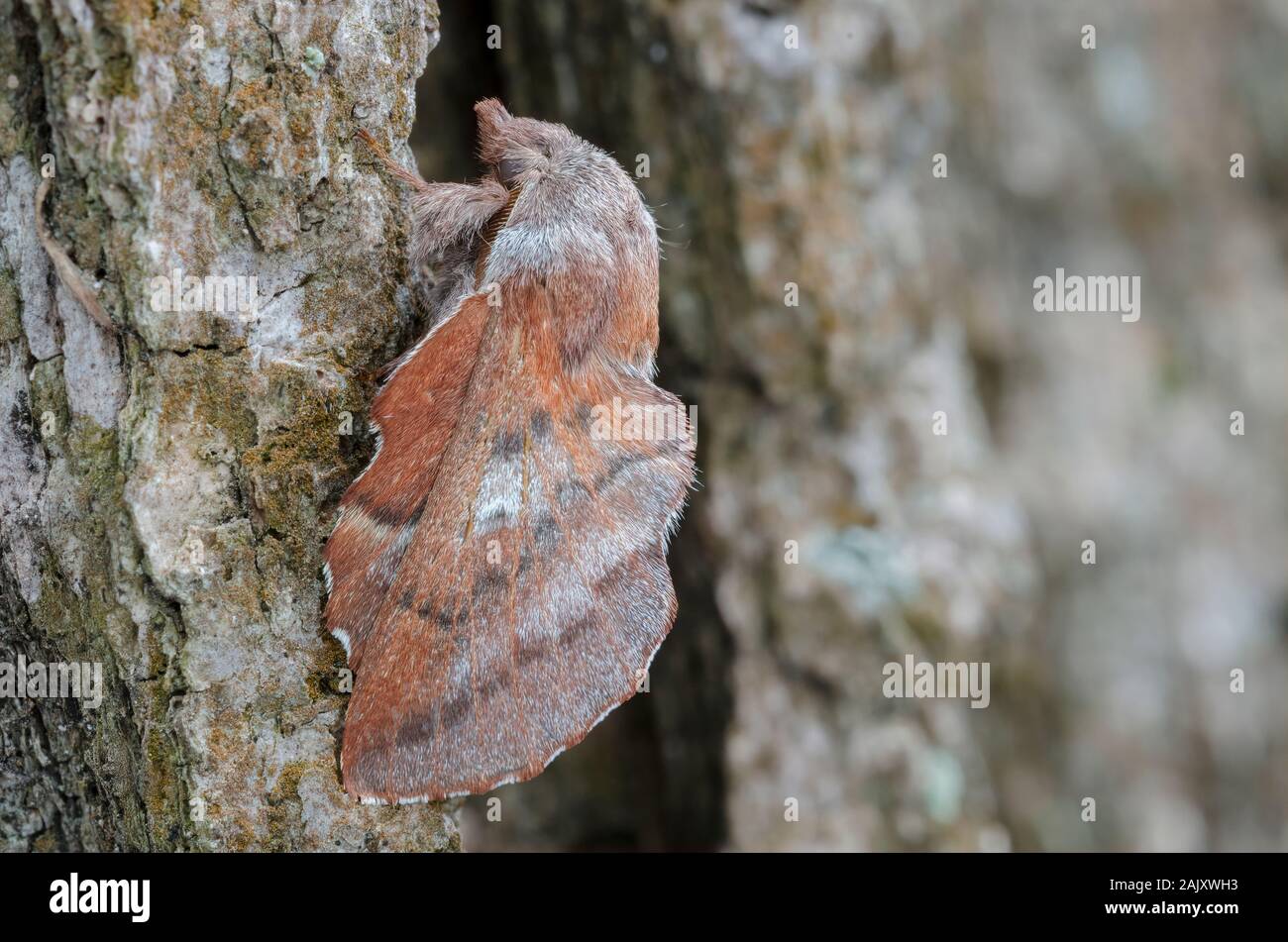 Moth caterpillar oak tree hi-res stock photography and images - Alamy
