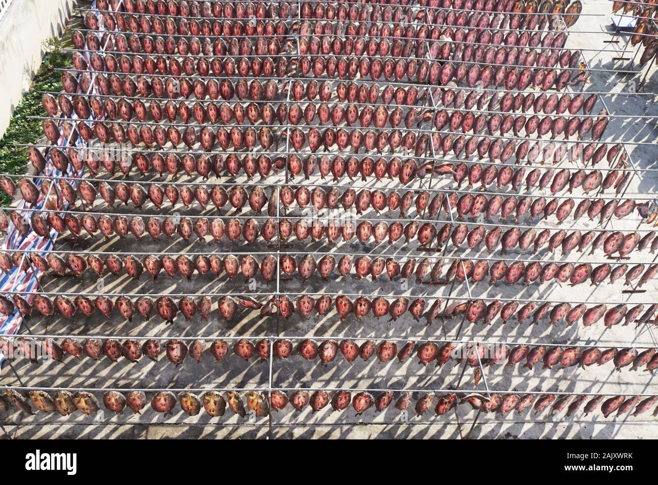 China fish processing hi-res stock photography and images - Alamy