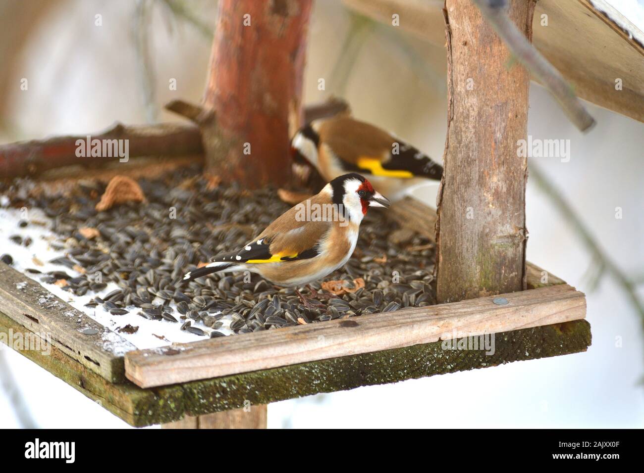 Small red bird in the winter eating seed hi-res stock photography and ...