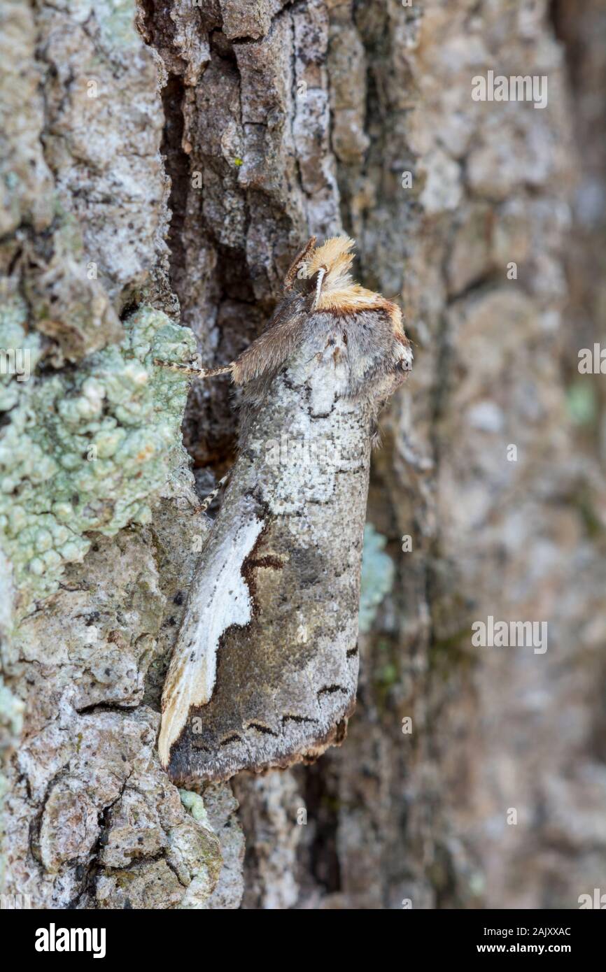 White headed prominent hi-res stock photography and images - Alamy