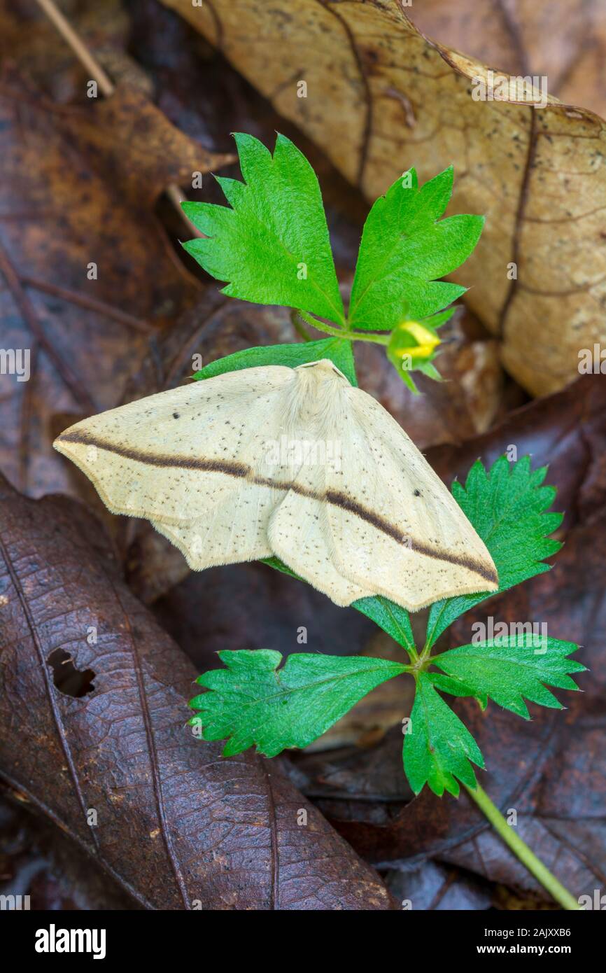 Insitu conservation hi-res stock photography and images - Alamy
