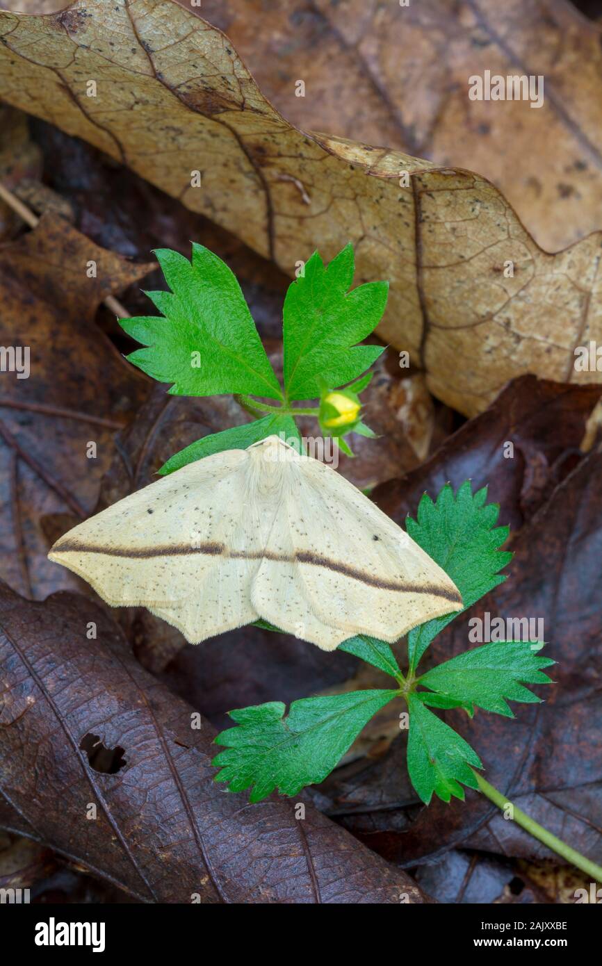 Yellow Slant-line Moth (Tetracis crocallata) Sitting on Common ...